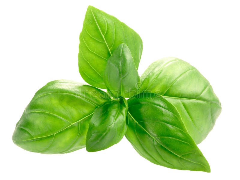 Basil O. Basilicum Leaves, Top, Paths Stock Photo - Image of sweet ...