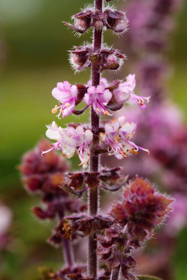 Basil Ocimum-basilicum stock afbeelding. Image of bloei - 102795675