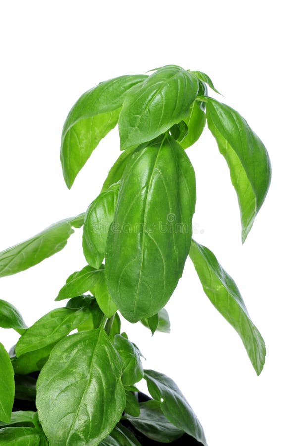Basil Sprig stock photo. Image of ingredient, sprig, garnish - 4418502
