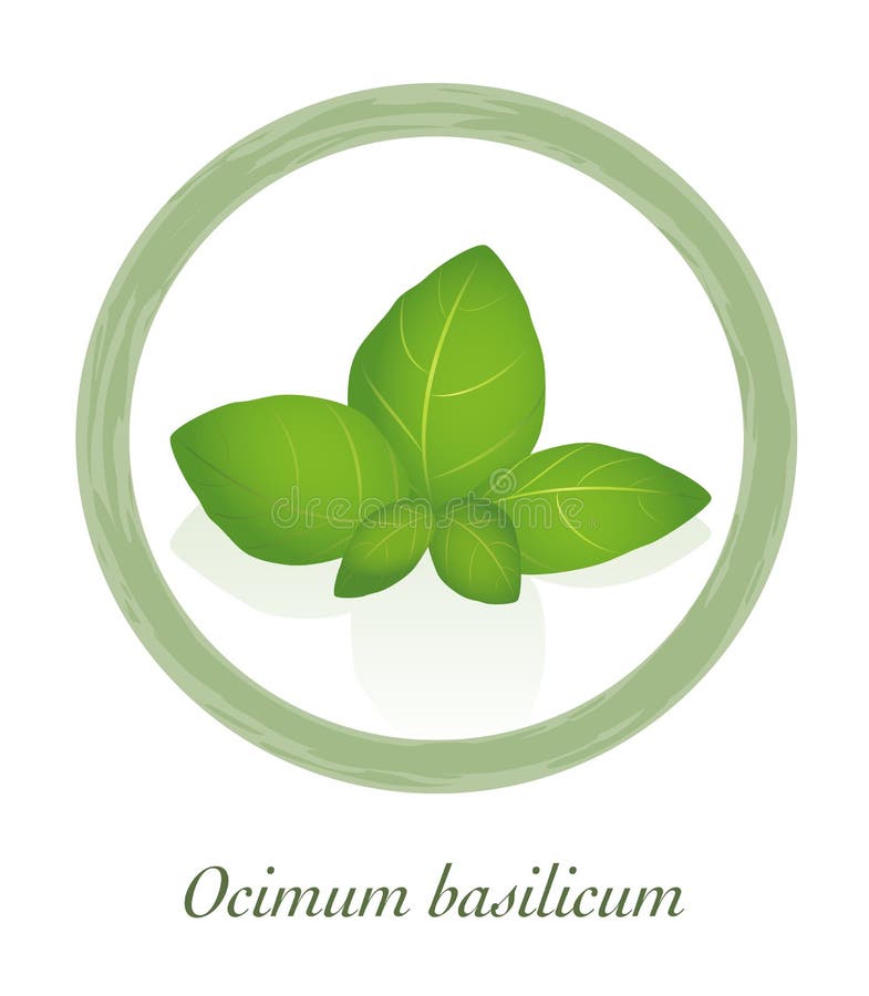 Basil Ocimum Basilicum Culinary Herb Logo Stock Vector - Illustration ...
