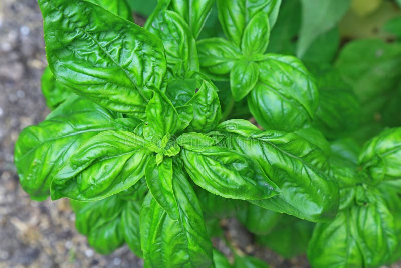 Basil stock image. Image of herb, lamiaceae, garden, outdoor - 83877215
