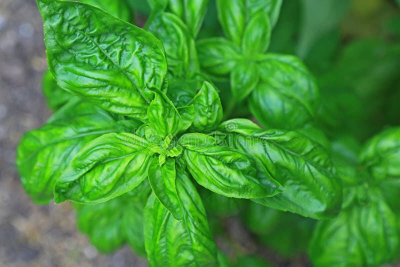 Basil stock image. Image of basilicum, spices, spice - 84536937