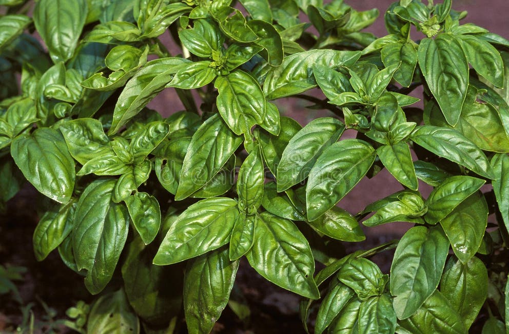 Basil ocimum basilicum foto de archivo. Imagen de exterior - 195002164