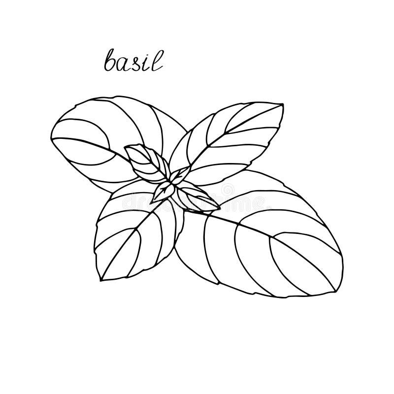 Drawing Basil Stock Illustrations – 4,346 Drawing Basil Stock ...