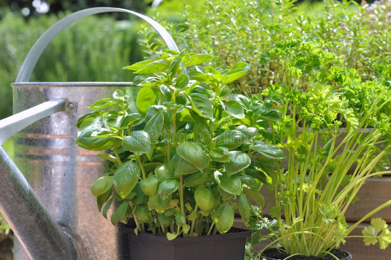 Basil and parsley stock image. Image of ingredient, herbal - 41497843