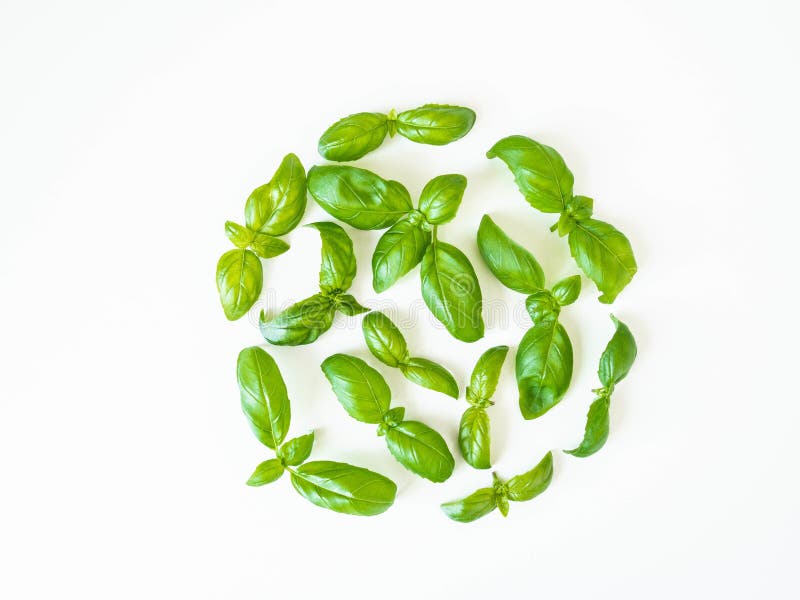 Basil Pattern Isolated on White Background. Frame Made of Basil Leaves ...