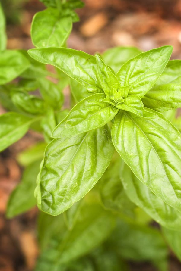 Basil plant in the garden stock image. Image of view - 121661851