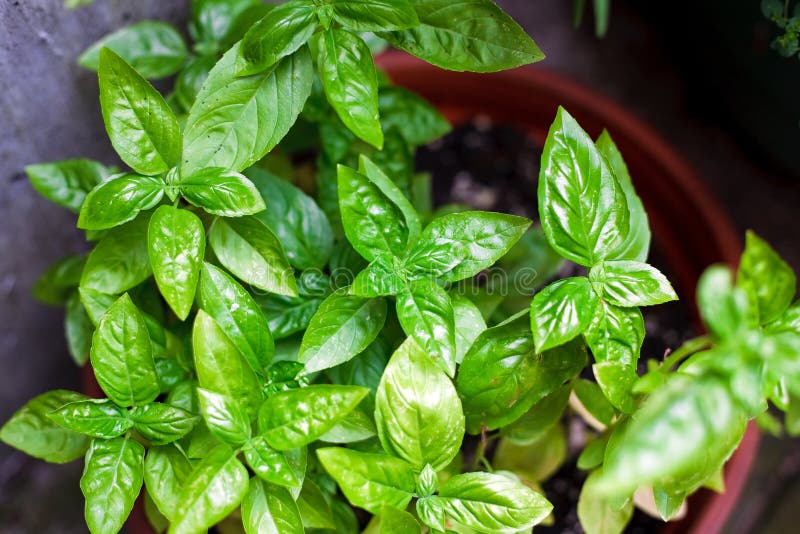 Basil plant stock image. Image of organic, food, leaves - 10717229