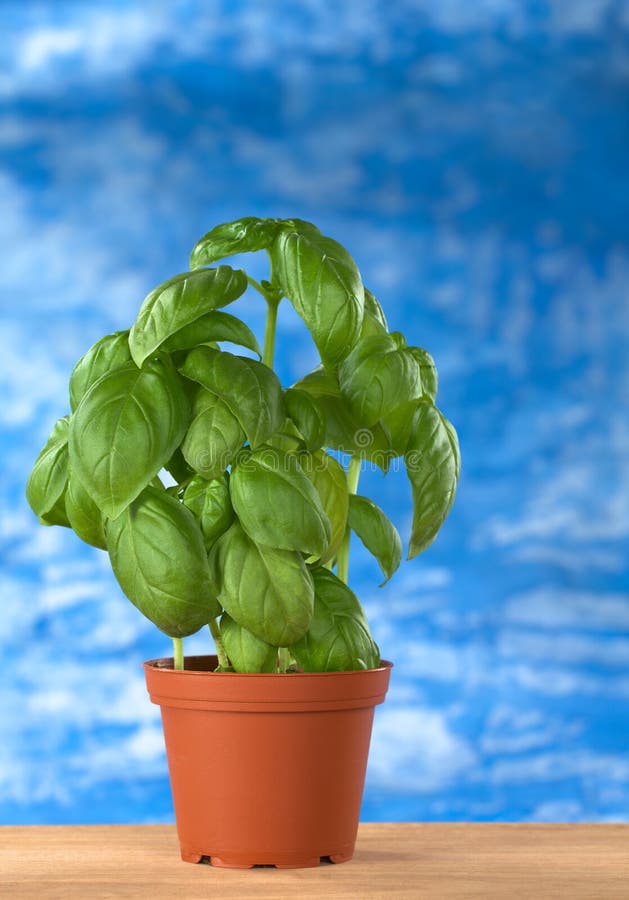 Basil Plant stock image. Image of mediterranean, fresh - 19307097