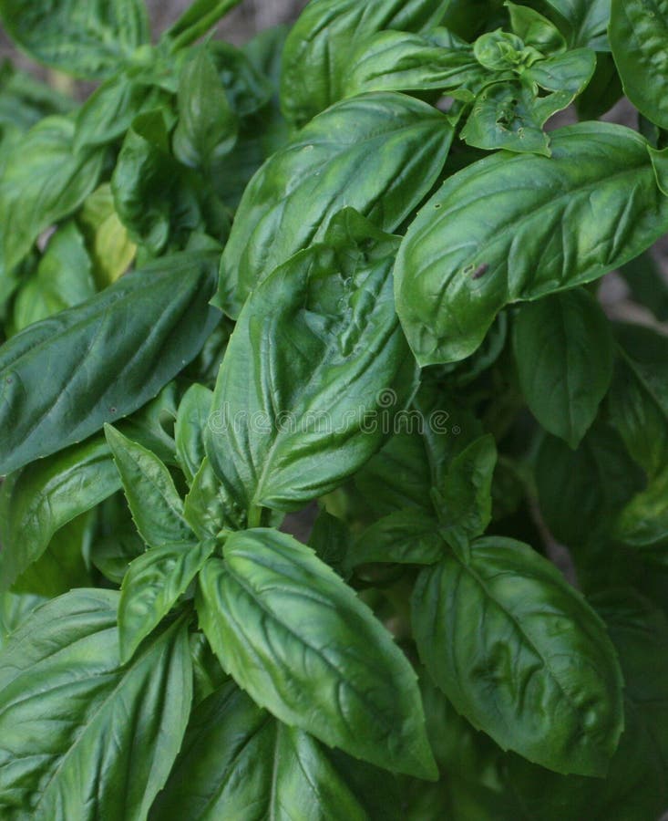 Basil Plant stock photo. Image of bush, fresh, green, farm - 240356