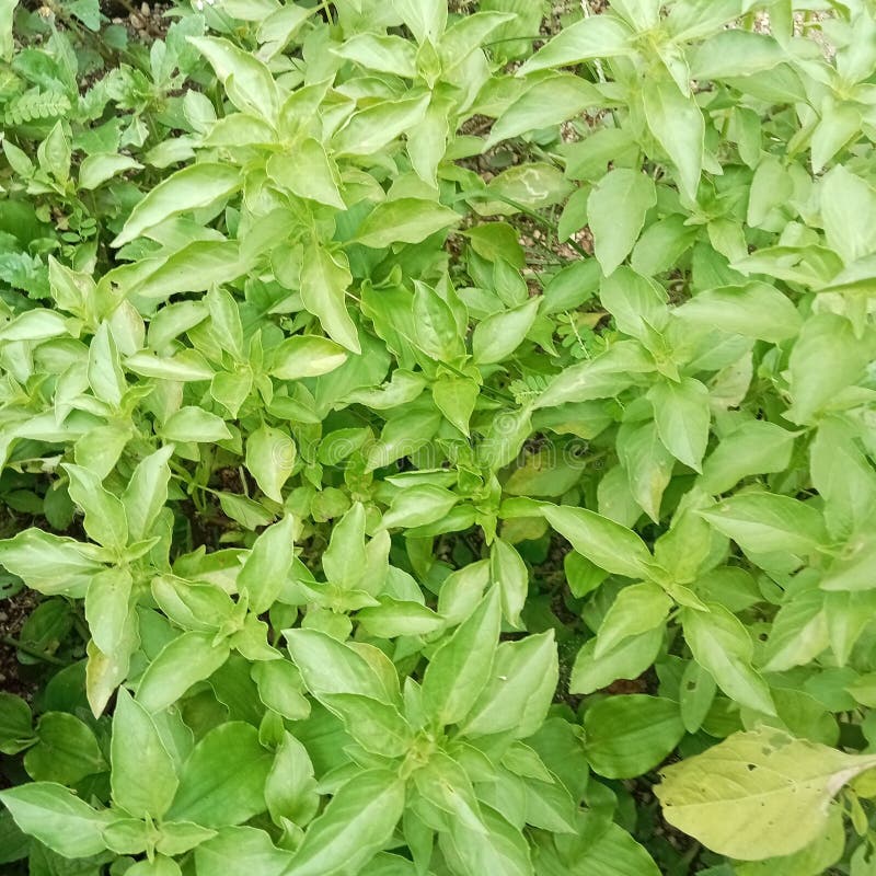 This is a Basil Plant for Flavoring Vegetable Dishes Stock Image ...