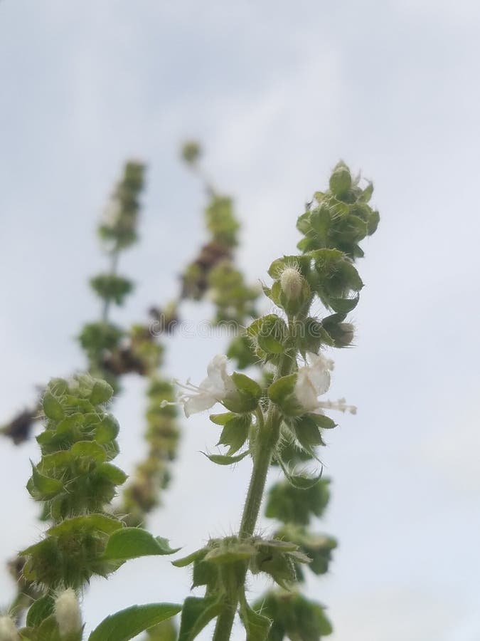 A Basil Plant that Flowers White in Indonesia As a Side Dish Stock ...