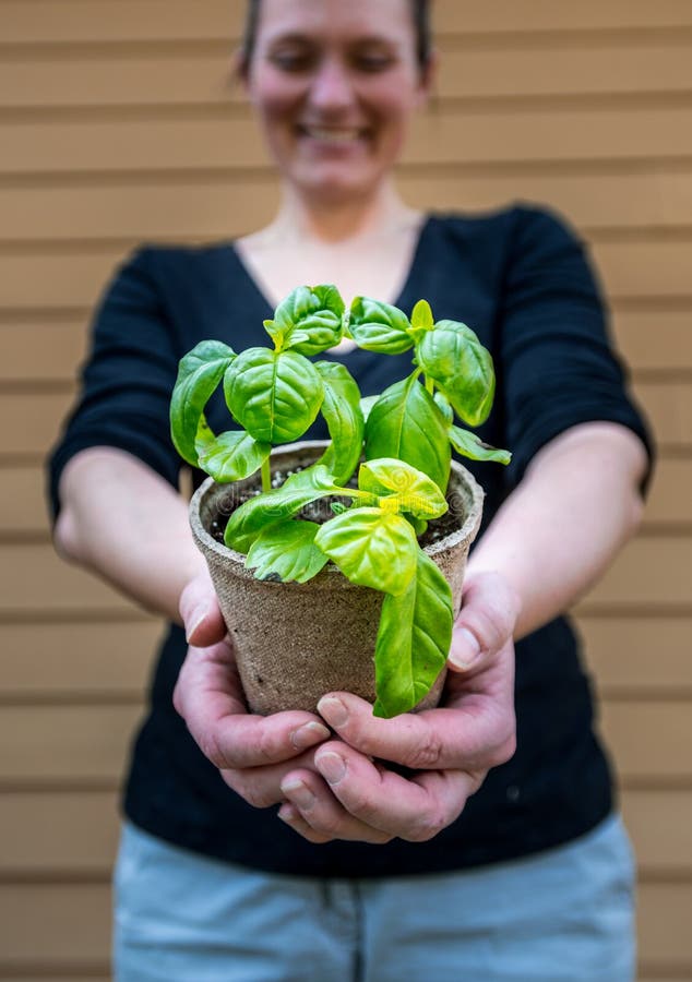 Basil Plant in Focus As Woman Offers To Camera Stock Photo - Image of ...