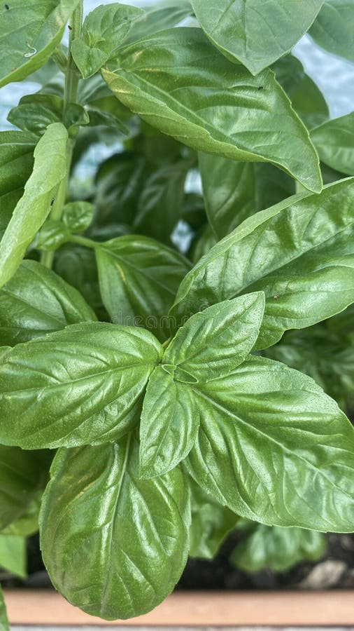 Basil Plant. Fresh Basil Leaves in the Garden Stock Photo - Image of ...