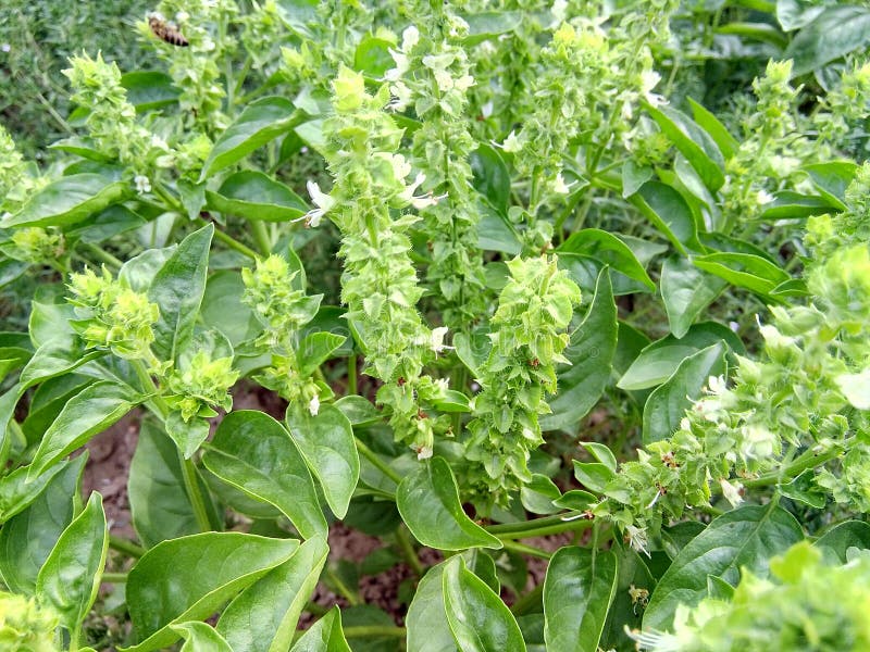 Basil plant in the garden stock photo. Image of europe - 224841858