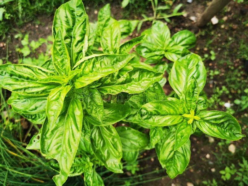 Basil plant in the garden stock image. Image of healthy - 276971979