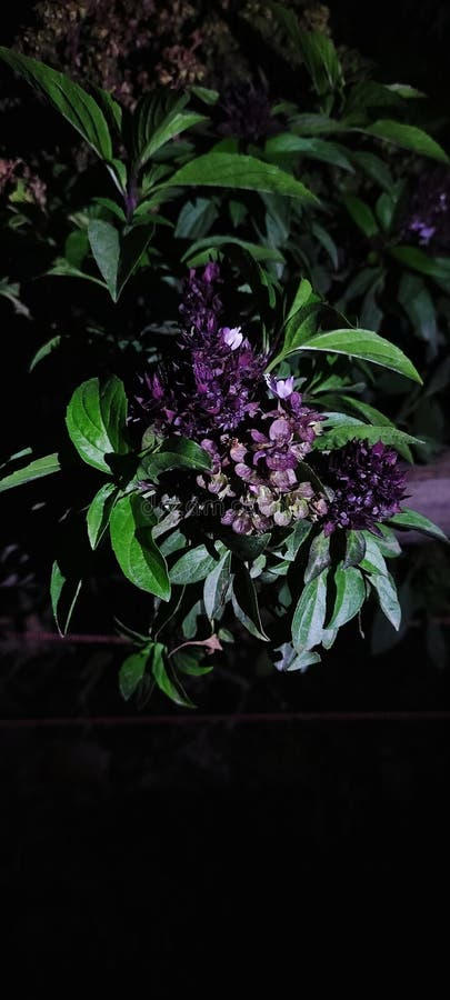 The Basil Plant Green Leaf Bloom Stock Photo - Image of plant, bloom ...