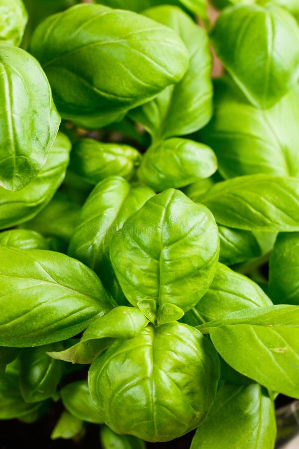 Basil plant stock image. Image of vegetarian, dieting - 30370227