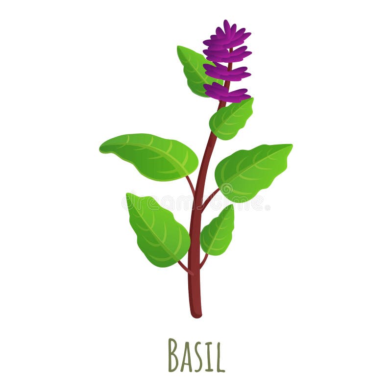 Tulsi Herb Stock Illustrations – 105 Tulsi Herb Stock Illustrations ...