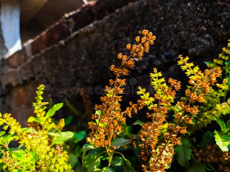 Basil Plant Indian Tulsi Plant Stock Photo - Image of tree, wildflower ...