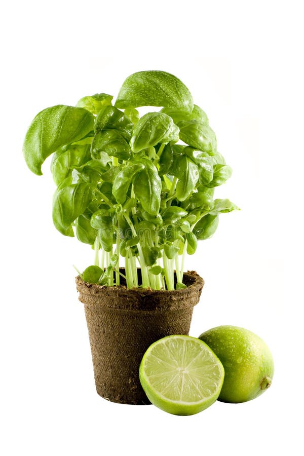 Basil Plant & Lime Isolated on White Stock Photo - Image of culinary ...