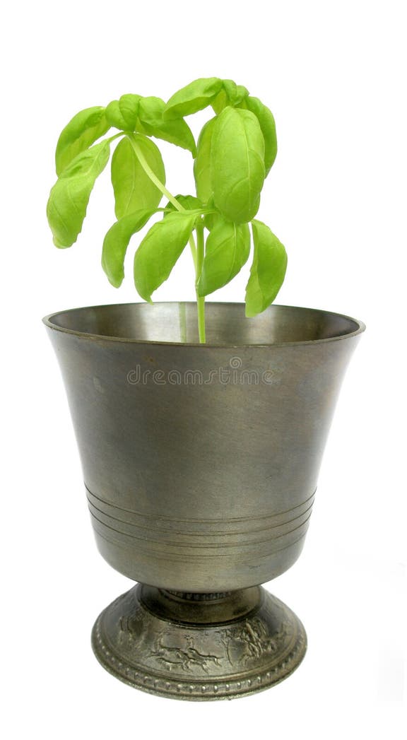 Basil Plant in Metal Goblet Stock Image - Image of green, plant: 12341463