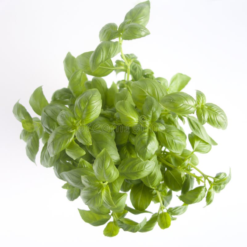 Basil plant stock photo. Image of basil, green, aroma - 44985208