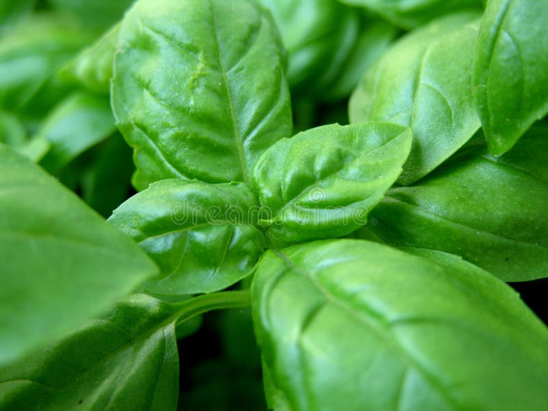 Basil stock image. Image of italian, herbal, leaves, botanical - 77710653