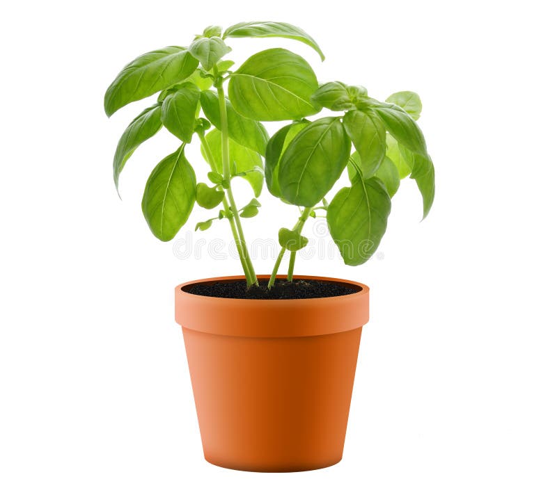 Basil Plant in a Pot stock image. Image of aromatic, fresh - 24722303