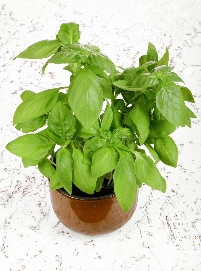 Fresh Basil Plant with Green Leaves in a Pot. Basil Isolated on White ...