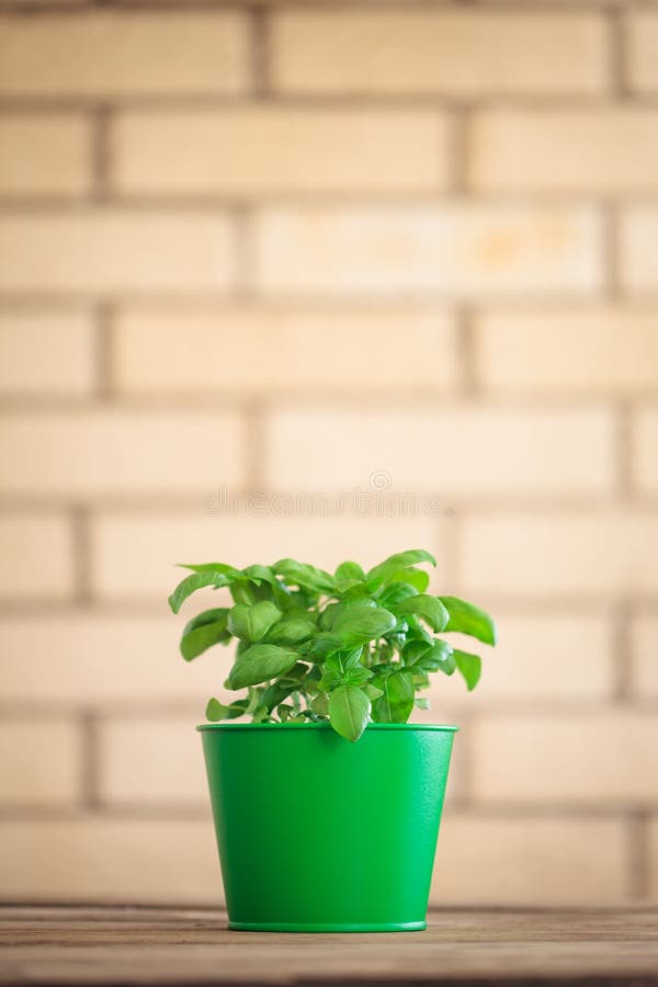 Basil plant stock photo. Image of italian, delicious - 55806196