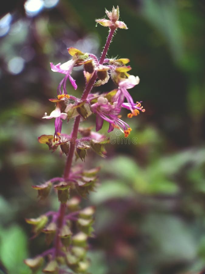 Basil Plant and Purple Flower Close Up Stock Image - Image of ...
