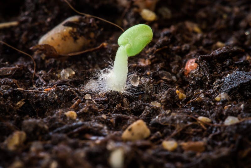 Basil plant sprout stock photo. Image of cultivation - 84793036