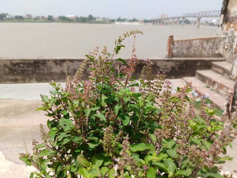 A Basil Plant in Stone Pot Near Ganga River Stock Image - Image of ...