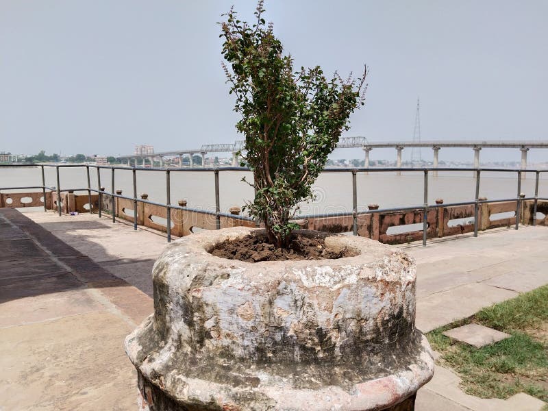 A Basil Plant in Stone Pot Near Ganga River Stock Photo - Image of ...