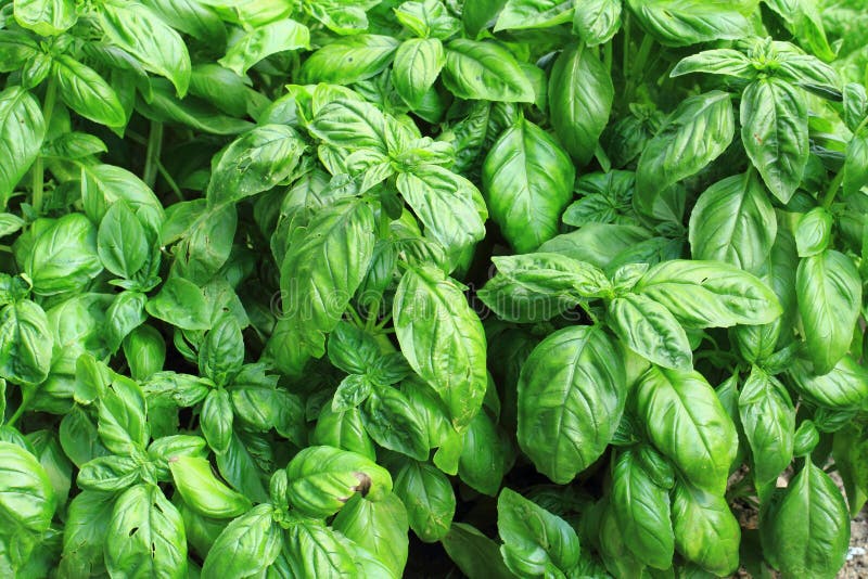 Basil plant texture stock image. Image of organic, plant - 106992181