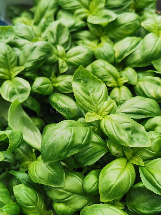 Basil plant texture stock photo. Image of foliage, aromatic - 329733464