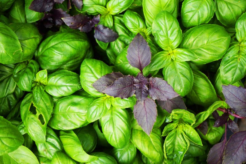 Basil plant texture stock photo. Image of agriculture - 123739796