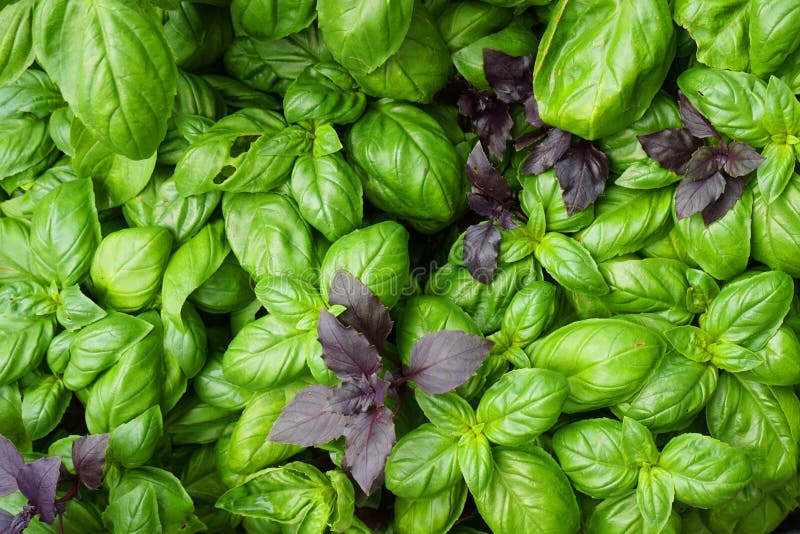 Basil plant texture stock photo. Image of leaf, vegetarian - 123740036
