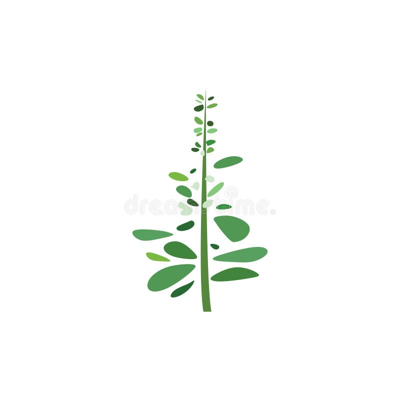 Basil Plant Vector Logo Icon Design Stock Vector - Illustration of ...