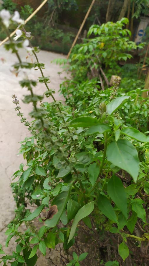 Basil Plant Which Has Benefits As a Vegetable and Medicine Stock Image ...