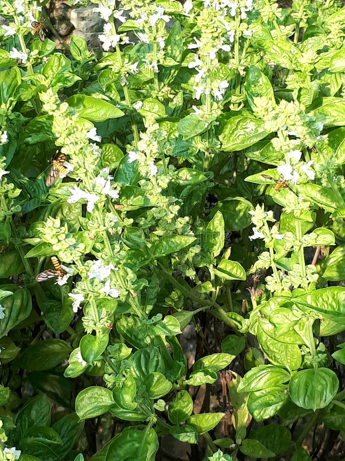 Basil Plants stock photo. Image of basil, backyard, grow - 100695452