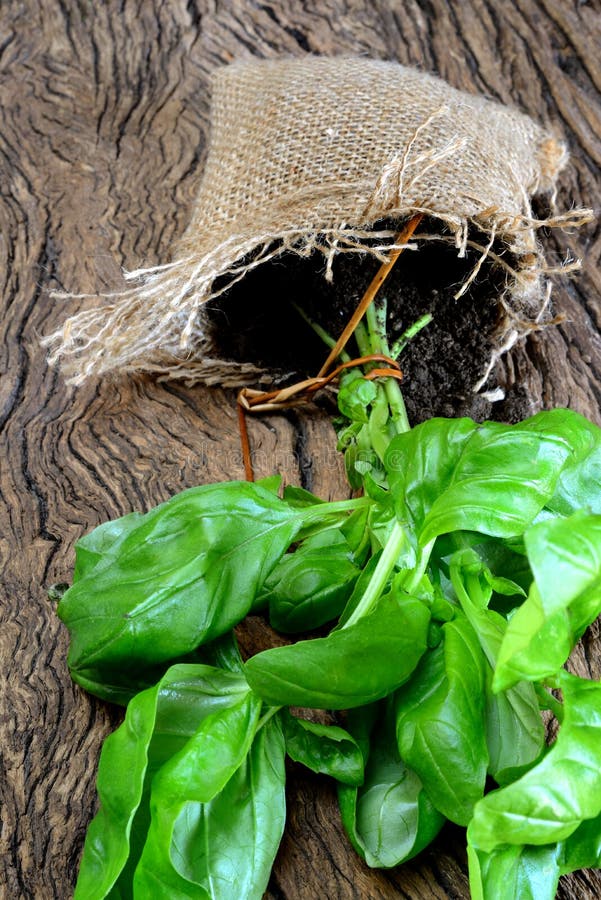 Basil plants stock photo. Image of terrain, basil, wooden - 36604666