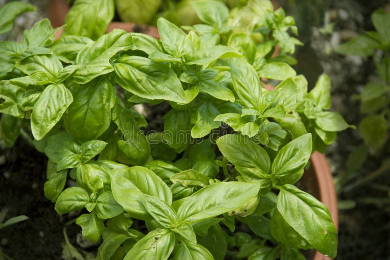 Basil Plants Growing in a Pot Stock Image - Image of growhouse, healthy ...