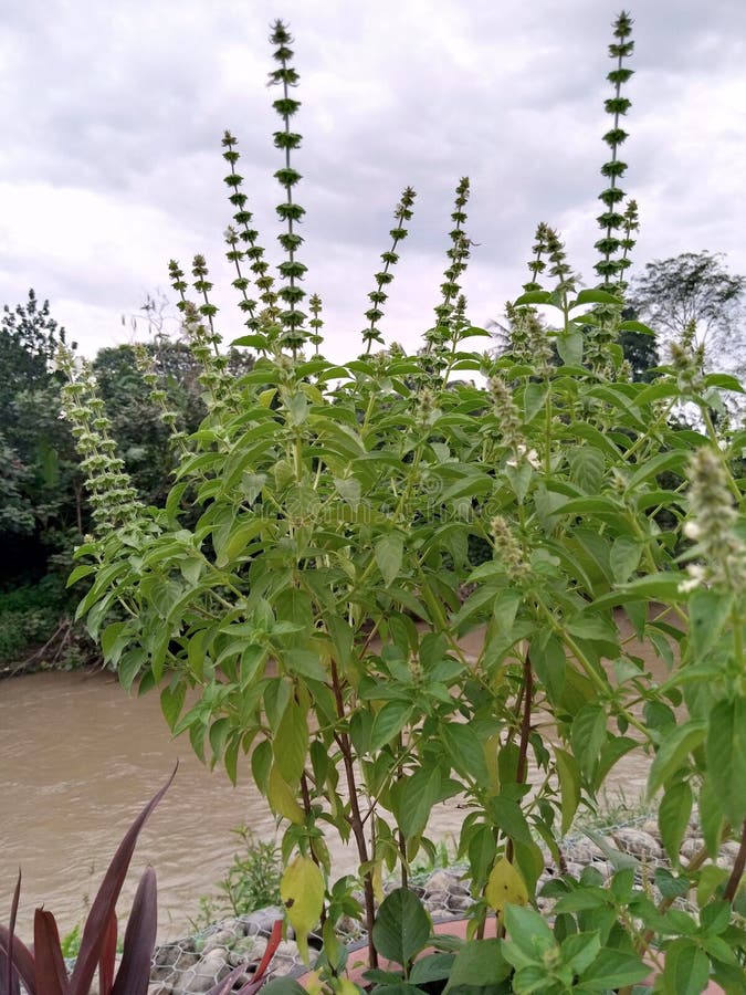 Basil Plants Planted beside the River Stock Photo - Image of garden ...
