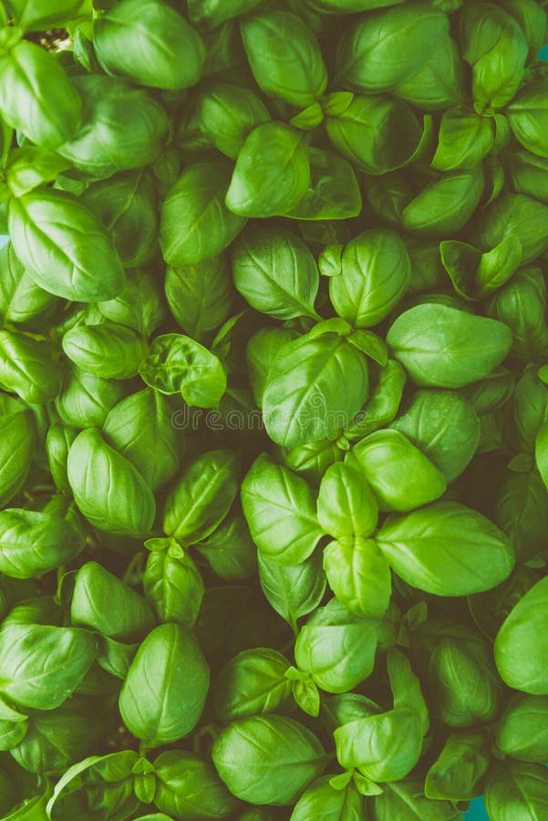Basil Plants in Plastic Modules Stock Image - Image of flavor, cookery ...