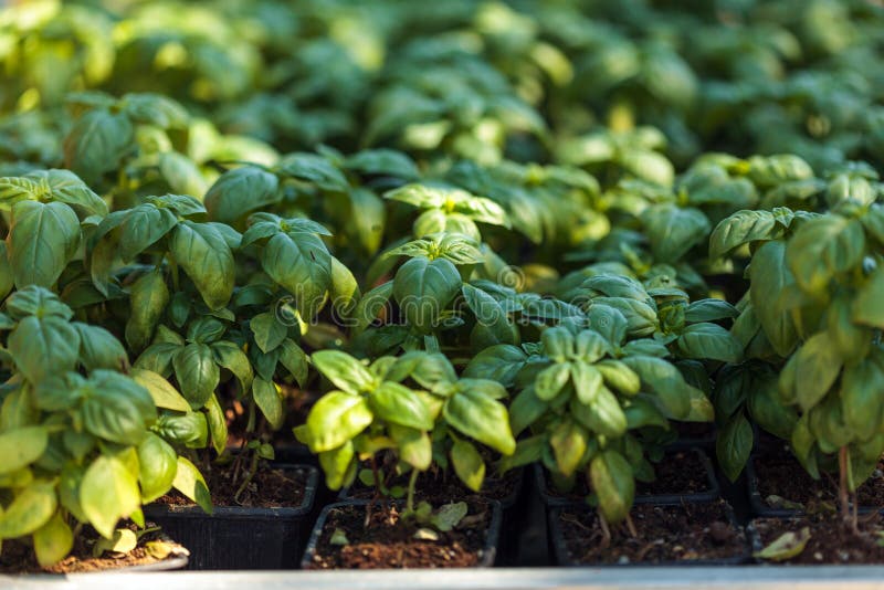Basil plants in small pots stock photo. Image of gardening - 85234944