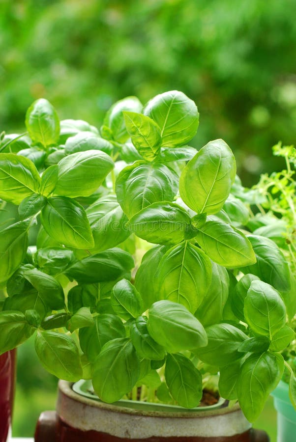 Basil in pot stock photo. Image of food, spice, garden - 14941252
