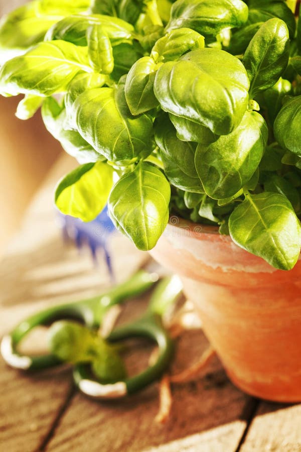 Basil in the pot stock photo. Image of indoor, nature - 29497904