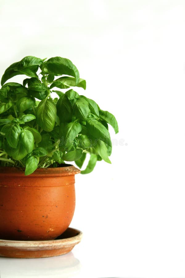 Basil Pot stock photo. Image of green, leaves, still, background - 6031170